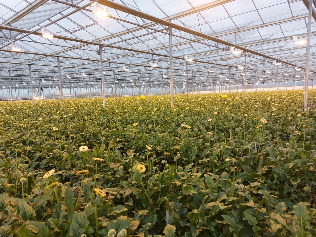 Hortixs - Total solution greenhouse specialist Hortixs